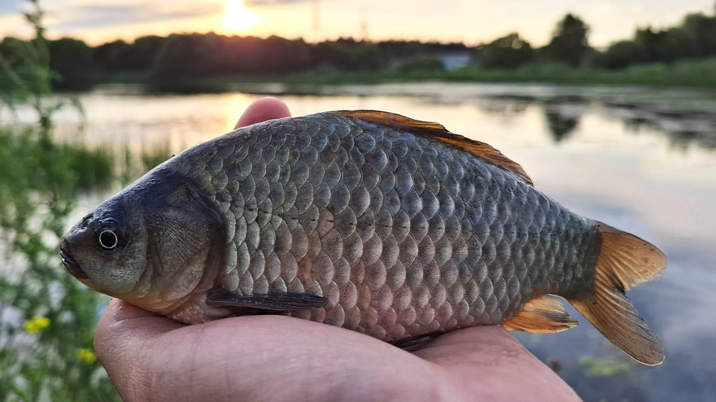 Карась клюёт один за другим! Вечерняя рыбалка на поплавочную удочку. Наловили кучу карасей на хлеб.