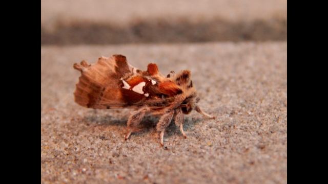 Насекомые(слайдшоу)