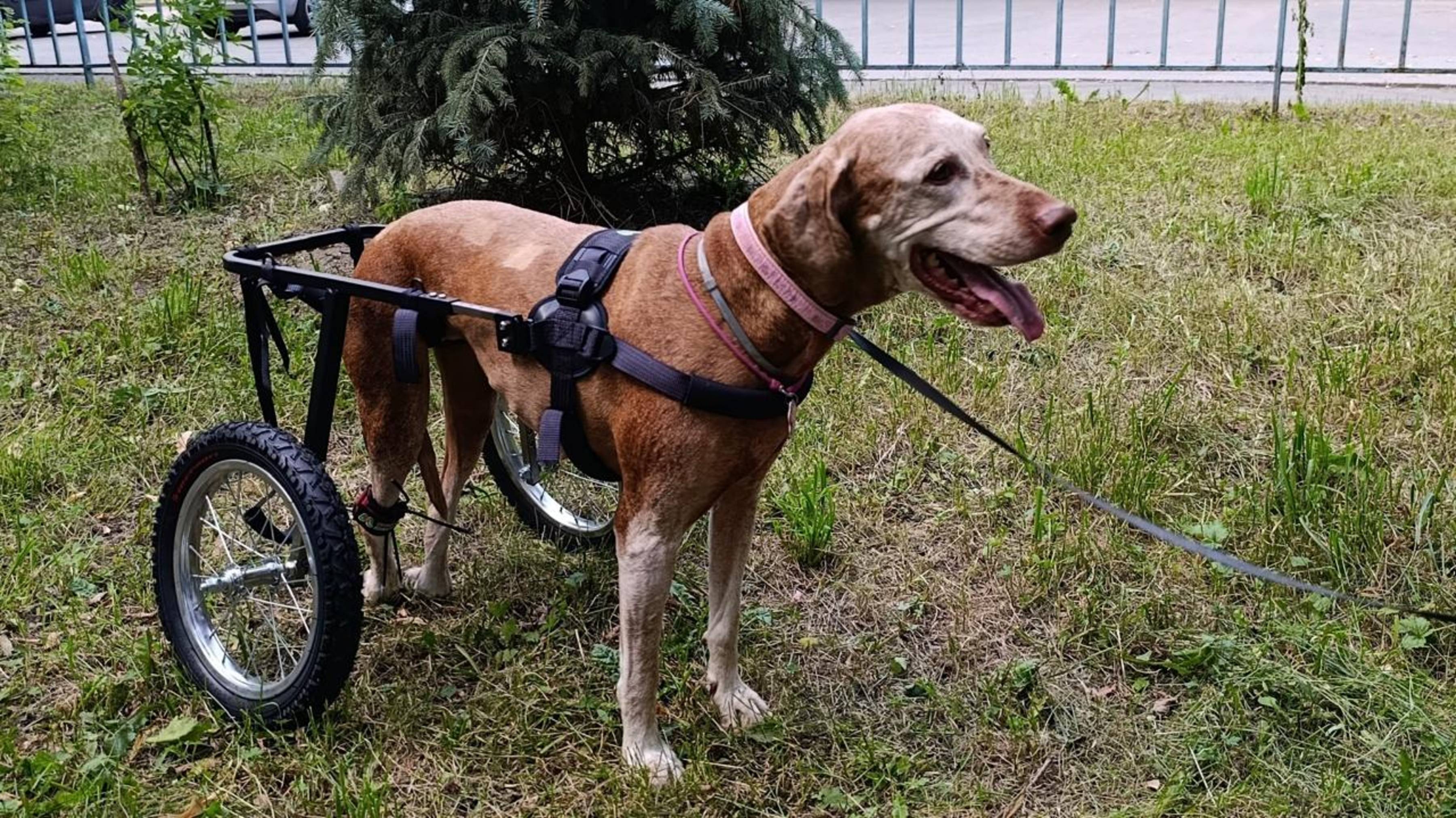 Пожилая собака на прогулке в коляске-тренажере.