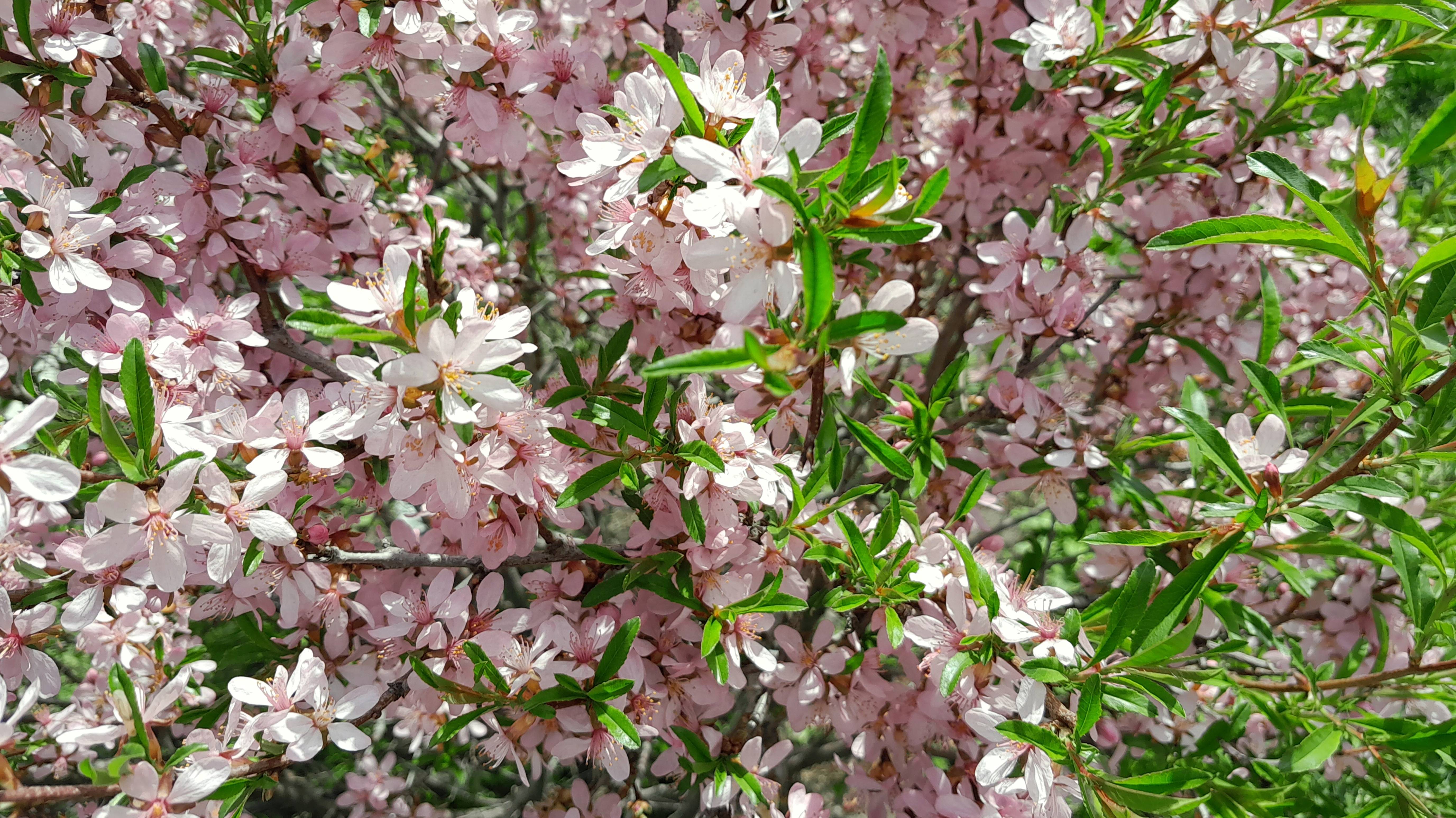 И в СИБИРИ ЦВЕТЁТ МИНДАЛЬ!