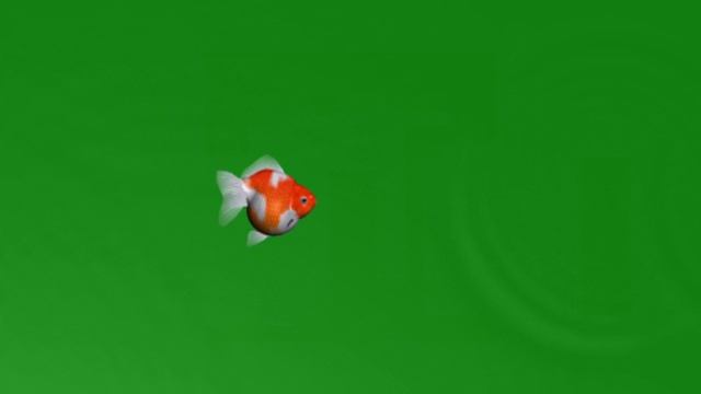 ЗОЛОТАЯ  РЫБКА ФУТАЖ НА ЗЕЛЕНОМ ФОНЕ / ХРОМАКЕЙ / ДЛЯ МОНТАЖА ВИДЕО
