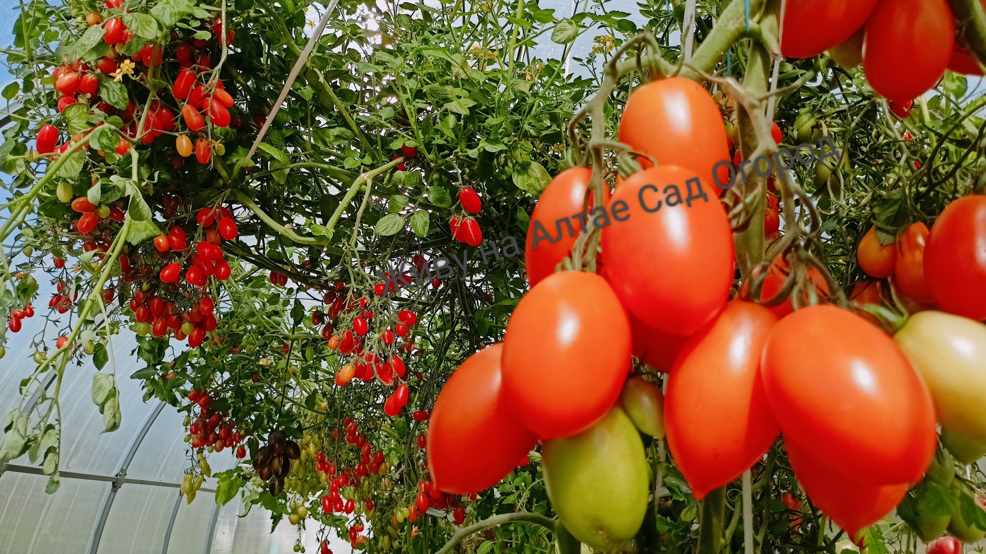 Мои новинки томатов в теплице Часть 1
