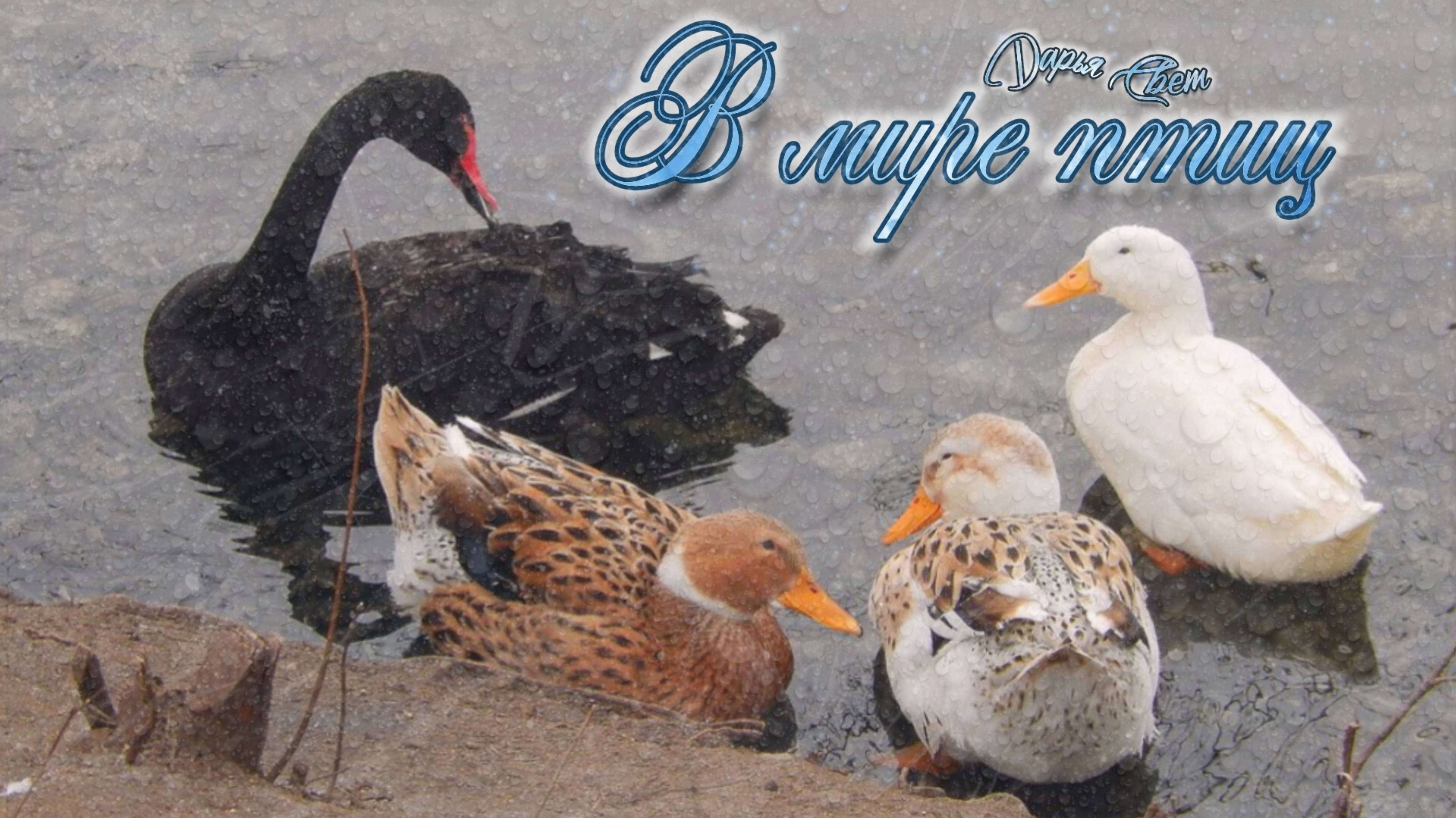 Утки. Лебеди. Сад Будущего. Сентябрь 2025
