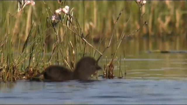 Природа_Часть1