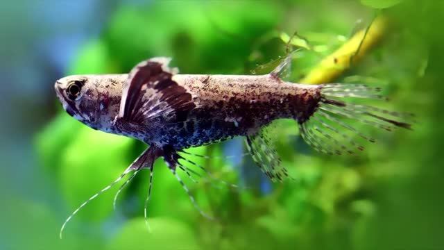 Какое расстояние способна пролететь Пресноводная рыба-бабочка — Pantodon buchholzi Peters, 1876 ?