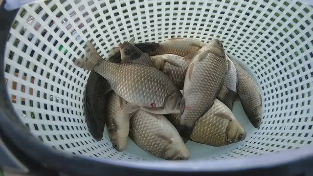 Осенний живцовый карась на поплавок! Рыбалка. 05.09.2025 г.