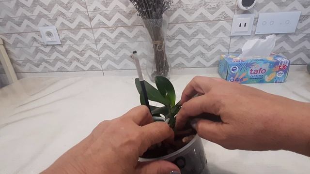 Новая орхидея в моей коллекции. Распаковка посылки.