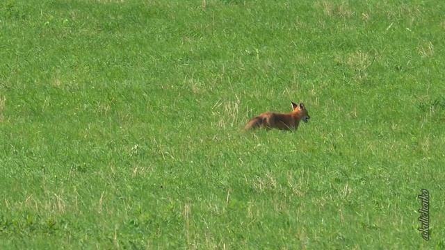 ЛИСИЦА  мышкует летом в поле.