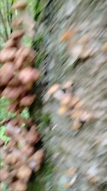 опёнок осенний05.09.25. Ленинградская область🌲🌲🍄 Ломоносовский район😄👍🤘