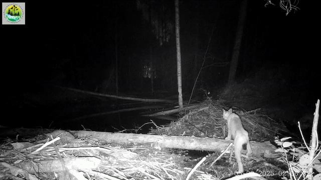 Рысь в заповеднике "Кивач". 05.08.2025.