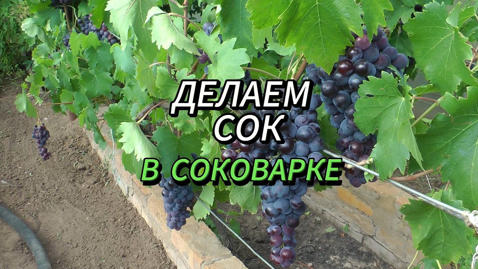 1. Напитки и кулинарные изделия из винограда. Выпуск 1. Делаем сок в соковарке.