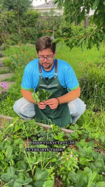 УХОД ЗА КЛУБНИКОЙ ПОСЛЕ ПЛОДОНОШЕНИЯ