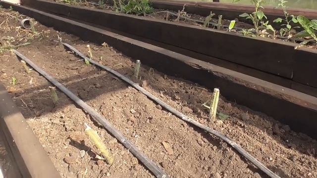 Осенняя подготовка грунта в новой теплице - самый легкий вариант.