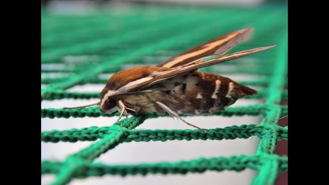 Бражник подмаренниковый