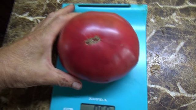 Самая крупная новинка 2025 года! Томат Кот Тимофей.