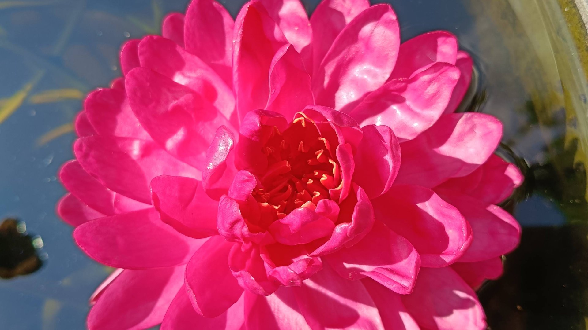 ГДЕ и КАК Я БУДУ ХРАНИТЬ НИМФЕИ ЗИМОЙ #нимфеи #цветыдляпруда #цветыдляводоемов #хранениенимфей #сад