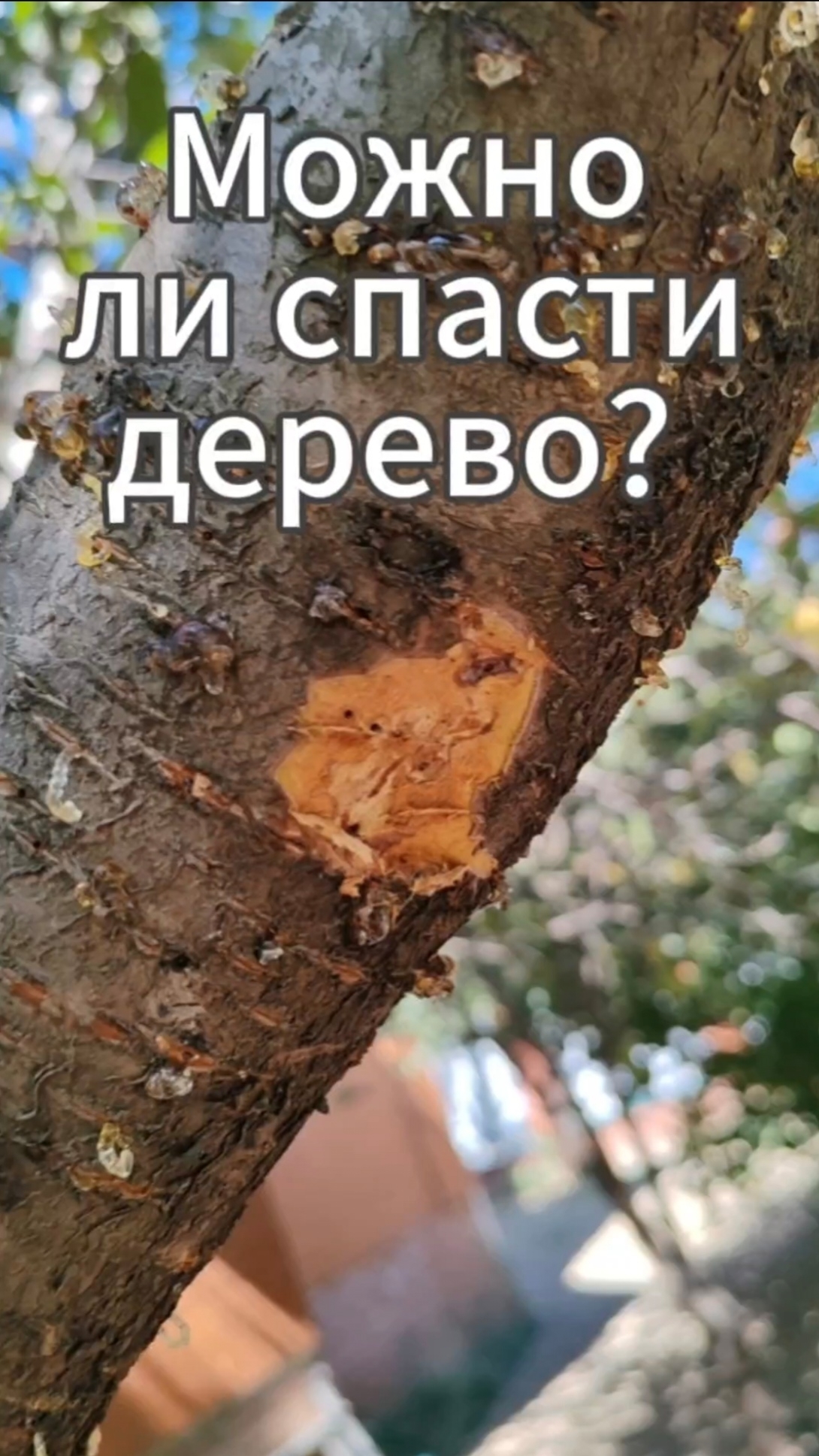 ЗАБОЛЕЛА ВИШНЯ! Помогите советом, кто знает!