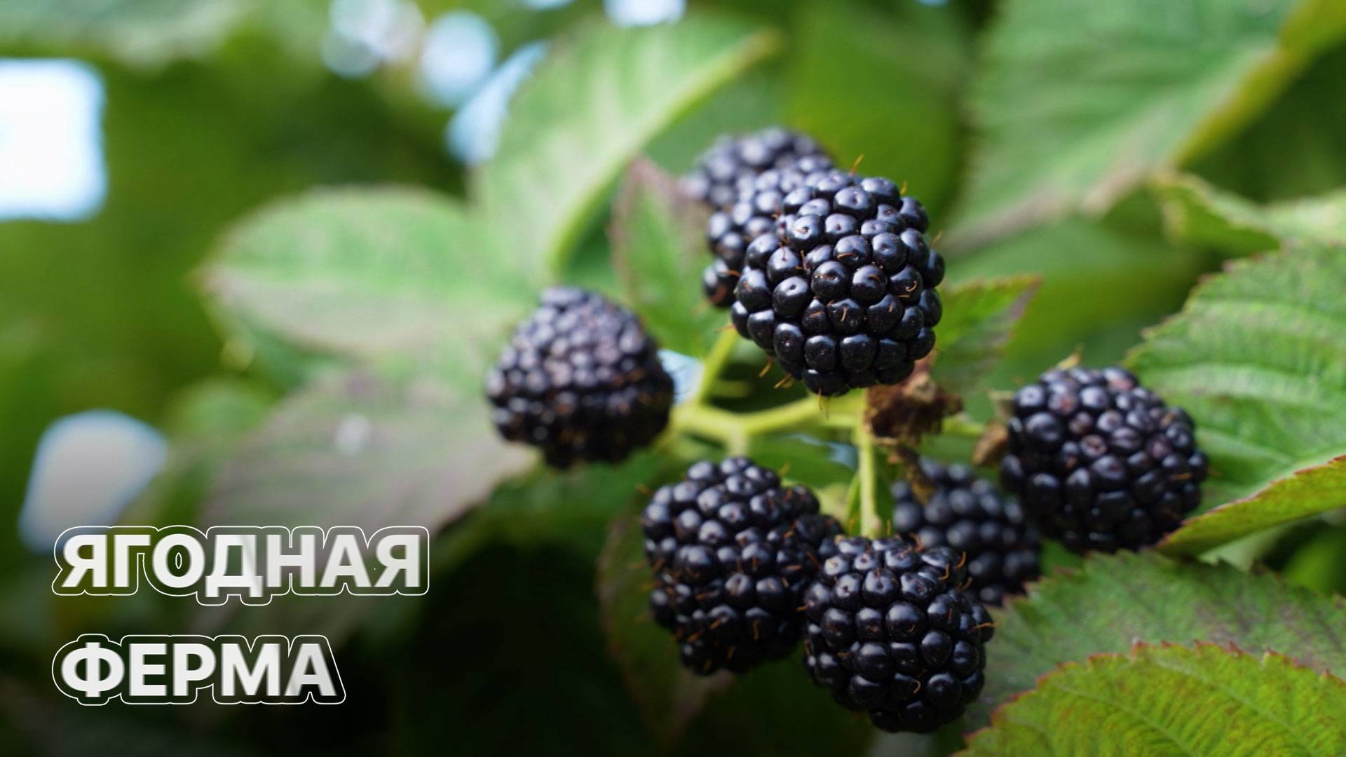 Почему выращивать ягоды выгодно? ЗЕМЛЕХОД