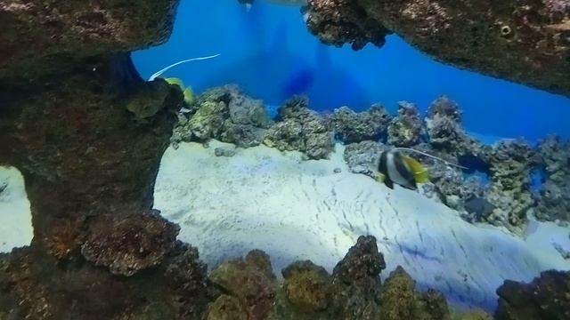 Москвариум ВДНХ Центр океанографии и морской биологии.Самый большой океанариум в Европе