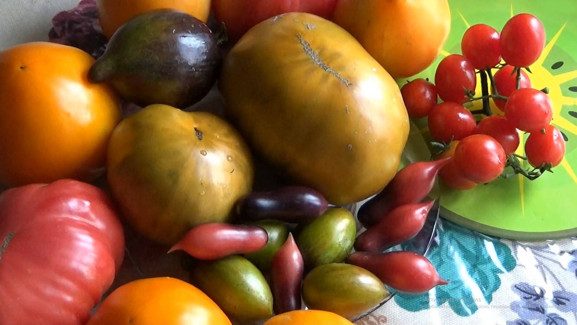 Помидорный натюрморт Август 20.24