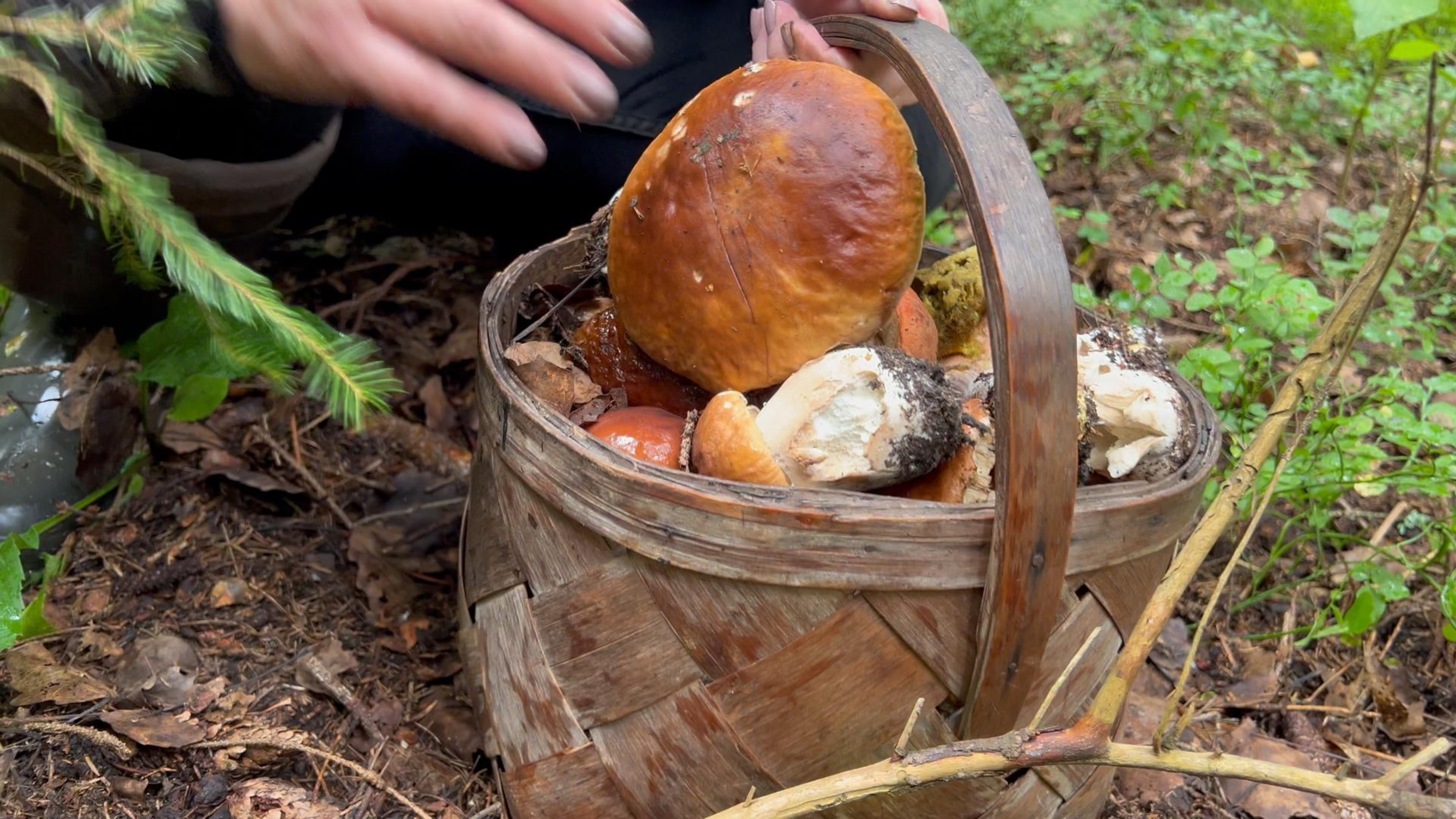 Осенний лес, грибы и лиса Бирка