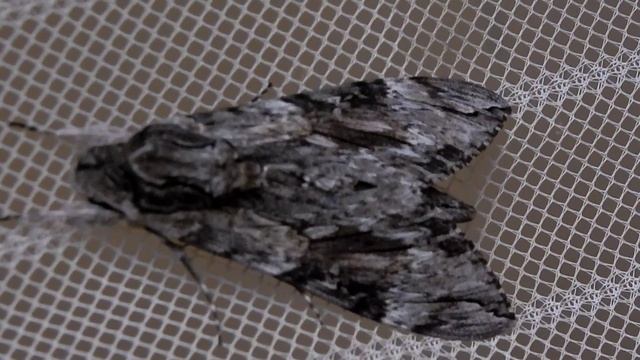 Бражник вьюнковый