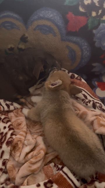 Булка с ушами или турбина на максималках