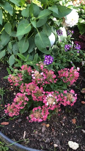 Знакомьтесь — гортензия Be Happy! 🌺