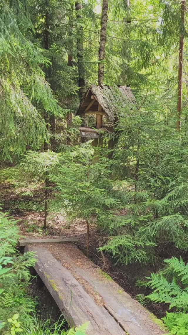 Карельский перешеек 2023. Лесопарк Осельки. Август 2023г