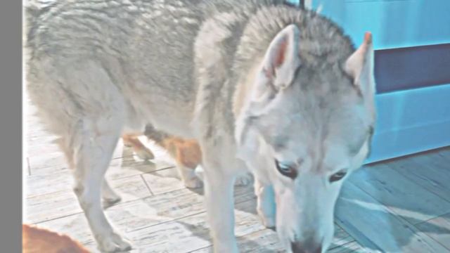 -(🐺🤟)-Видосик:° 🤙