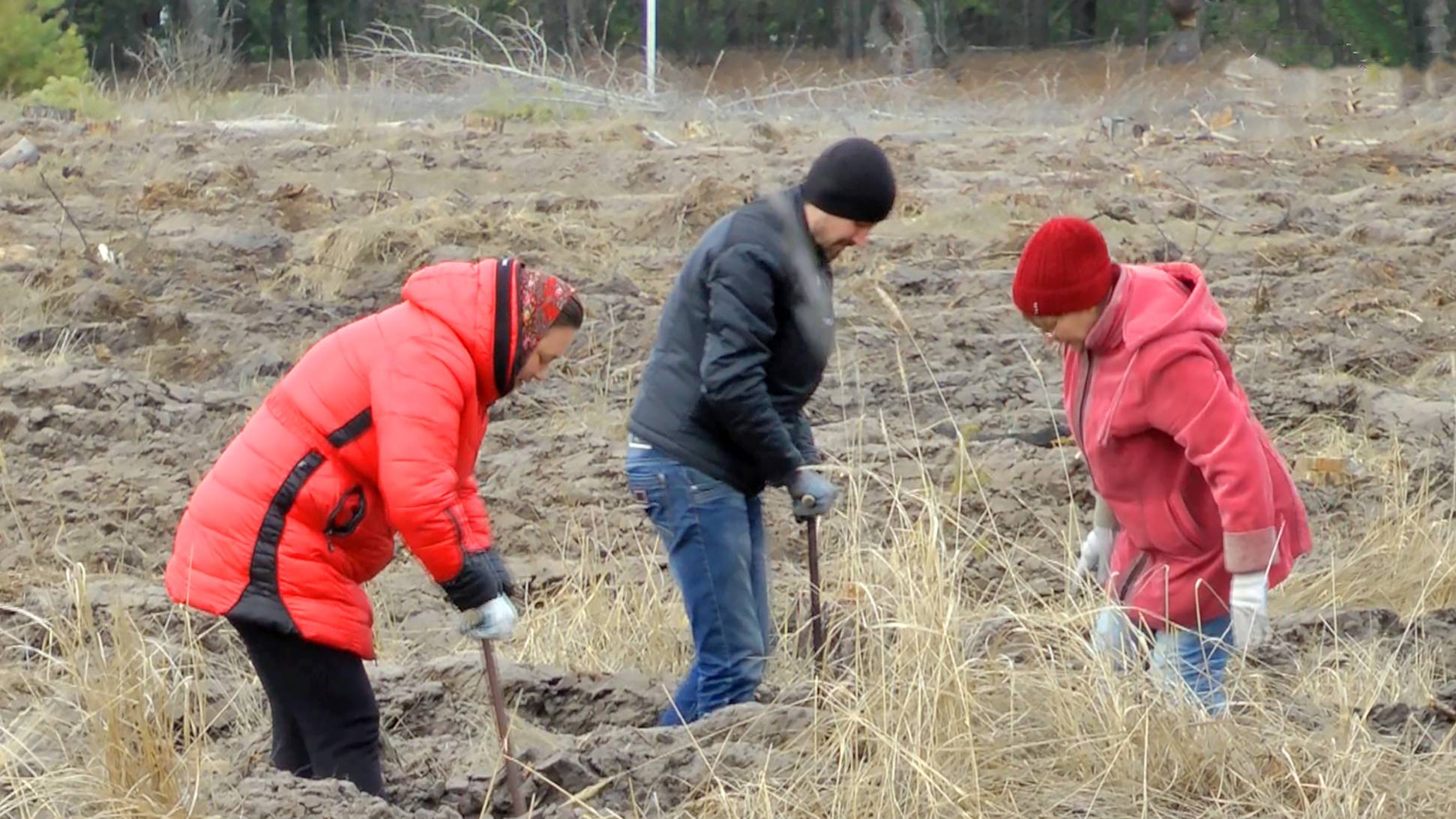 Восстановим лес - с. Макашевка (Воронежская обл.)