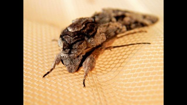 Бражник вьюнковый (слайдшоу)