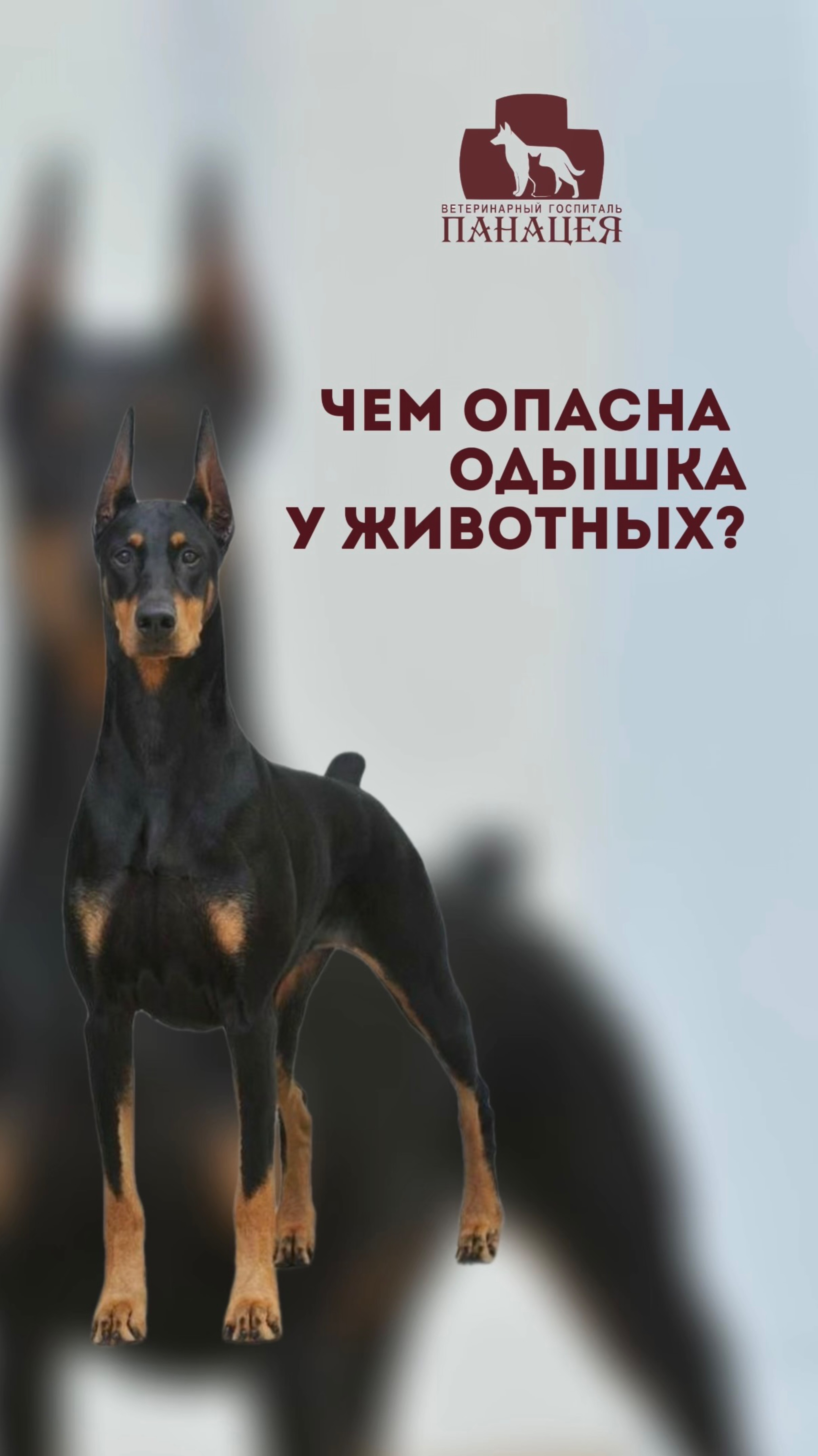 Интервью с ветеринаром: чем опасна одышка у животных🐾