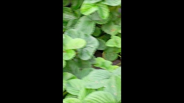 Не чудо)) Клубника второй раз цветет. Скоро бананы выращивать будем. Урал, под Екатеринбургом.