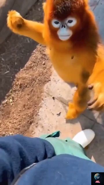 В горных лесах центрального и юго-западного Китая природа создала существо с золотой шерстью