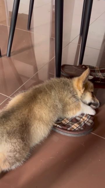 Следим за их здоровьем