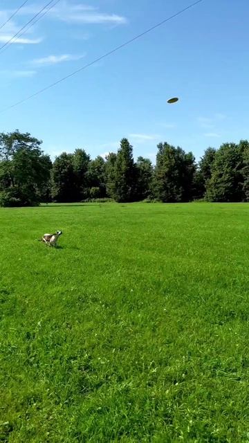 Аусси, Питбуль - ловим броски