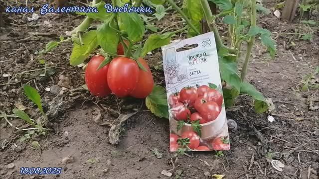 обзор томата сорта "бетта " 18.08.2025