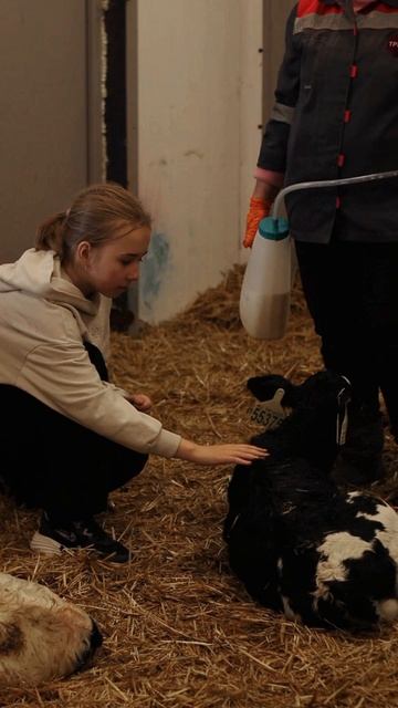 Каждый теленок - это потенциальная суперкорова! 🐮✨