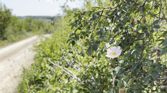 Дикий жасмин