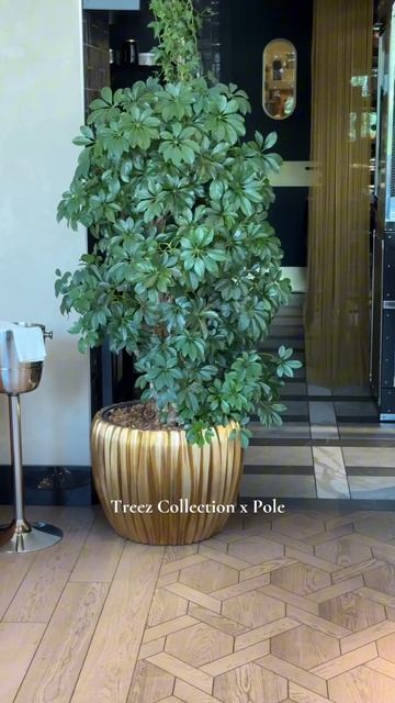 Pole × TREEZ: природа, стиль, премиум