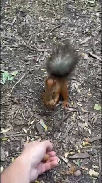 Моя прелесть !