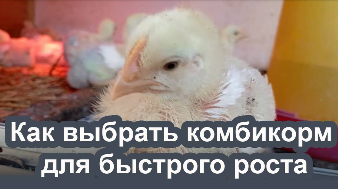Рекомендации по выбору комбикорма для обеспечения интенсивного роста бройлеров.