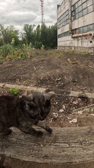 Котя отдыхает