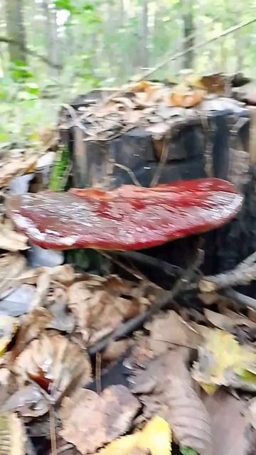 где то леший отзывался