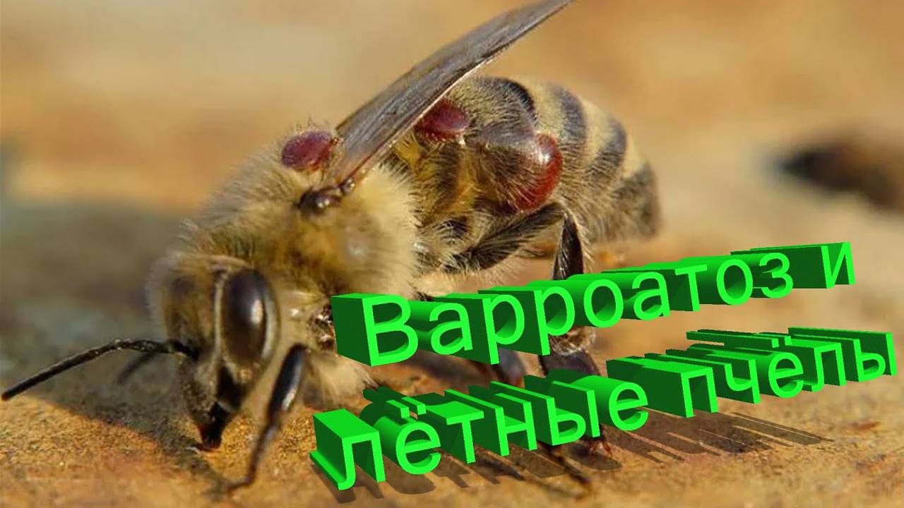 Варроатоз: Как защитить летных пчел и сохранить медосбор. Объясняет профессор Кашковский