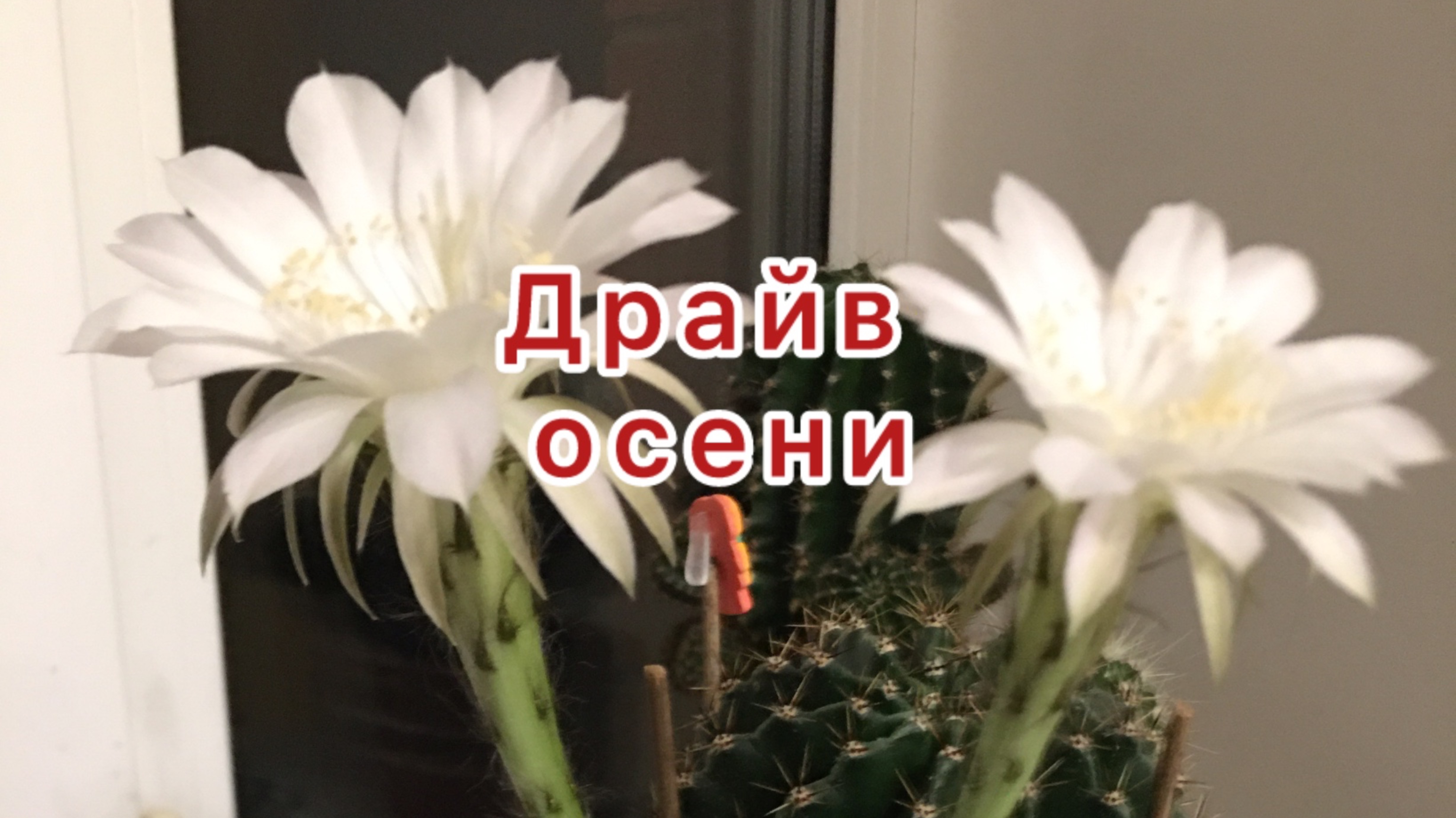 Драйв осени