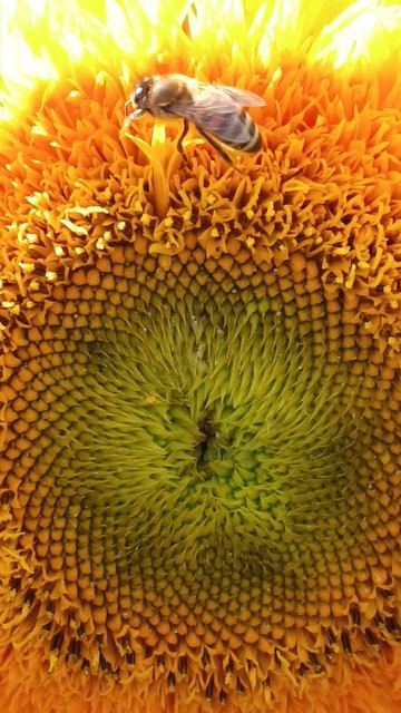 Природная гармония часть 2