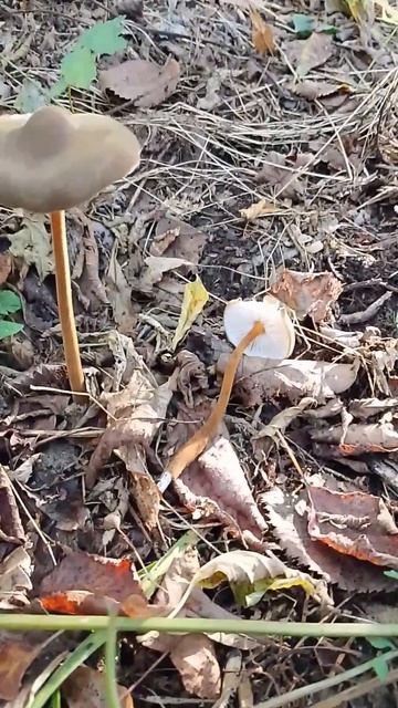 в нашем лесу кикимору видели