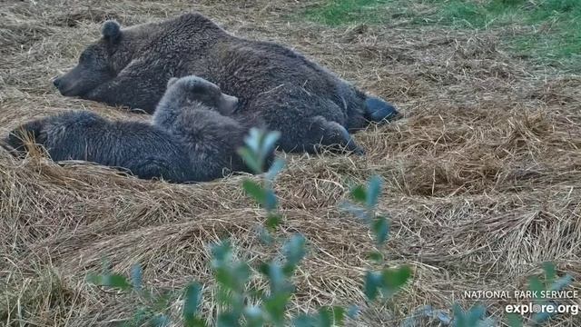 Мама с медвежатами решила основательно отдохнуть
